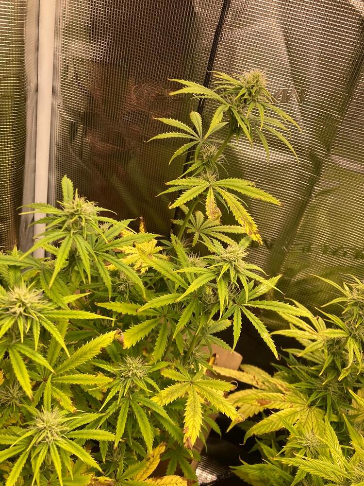 need-help-i-dont-know-why-my-plant-is-dying-plant-problems-growers-network-forum